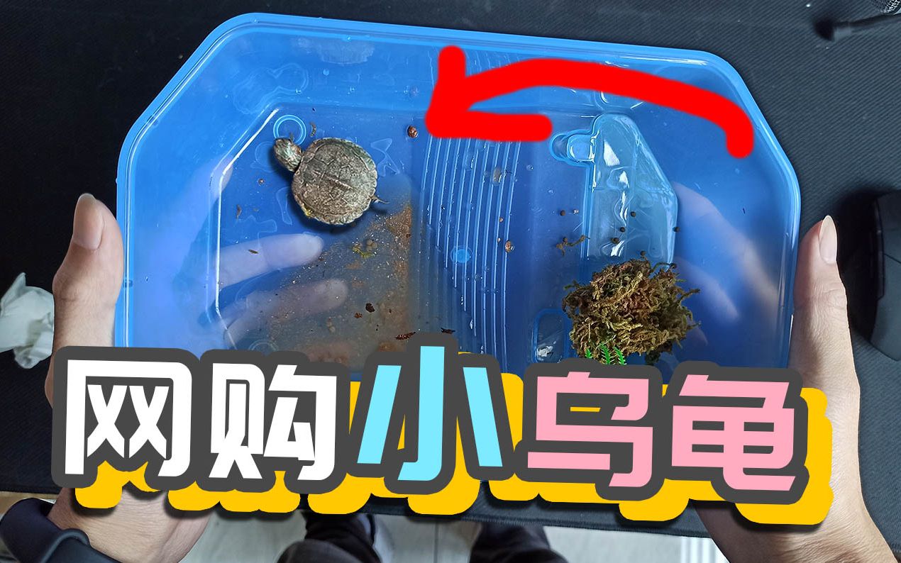 小伙子贪便宜5元网购活体乌龟 是种怎样的体验?
