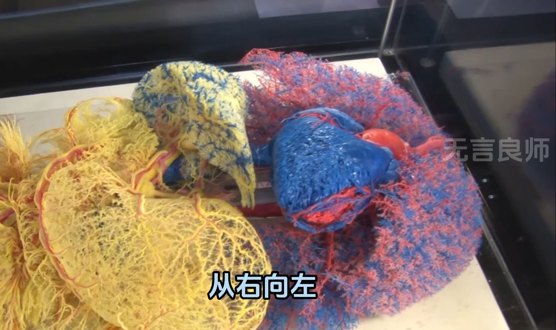 人体内血管的分布量是极其恐怖的
