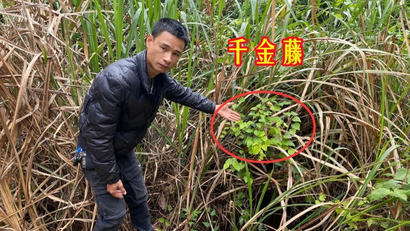能抑制新冠病毒的千金藤素,原来它是农村常见的植物,你认识吗?