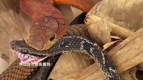 惊呆了!这些神奇爬行动物,它们的生活方式简直太酷了看完我直接原地...