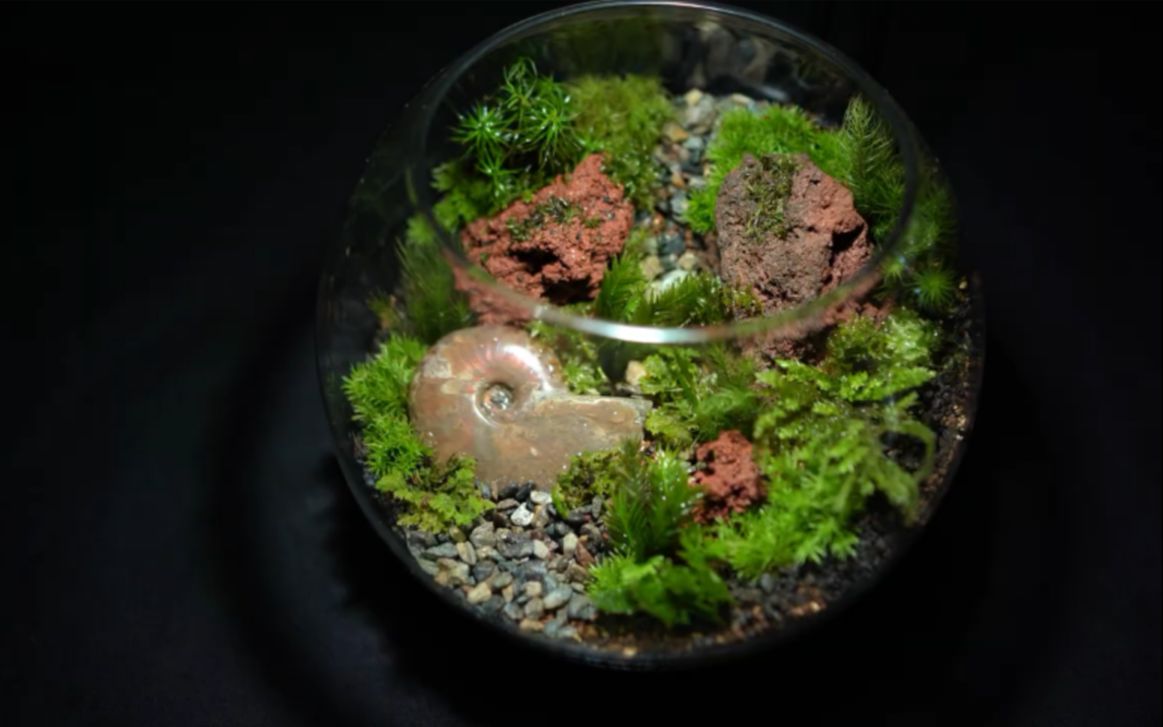 ...就在养护上,这个视频中的微景观,养护三个月才能达到它最佳的状态