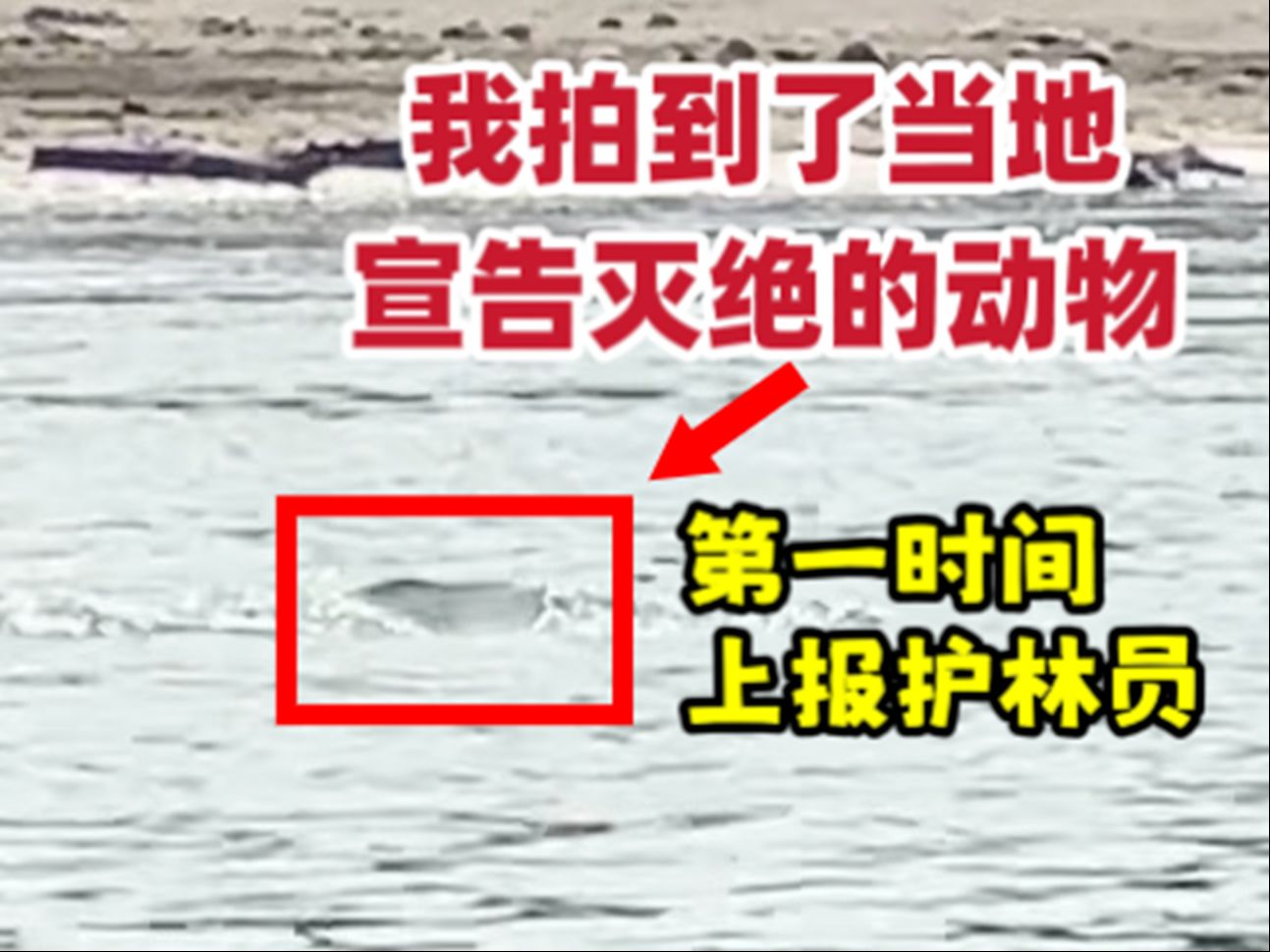在尼泊尔,我拍到了当地宣告灭绝的物种与巨鳄大鳖犀牛同游。我们的...