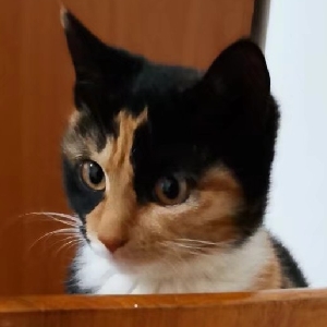 美少女在线羊尾 
