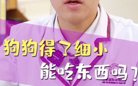 2022.2.15狗狗得了细小医生不让吃东西!原因在这里#防御保健#科学养...
