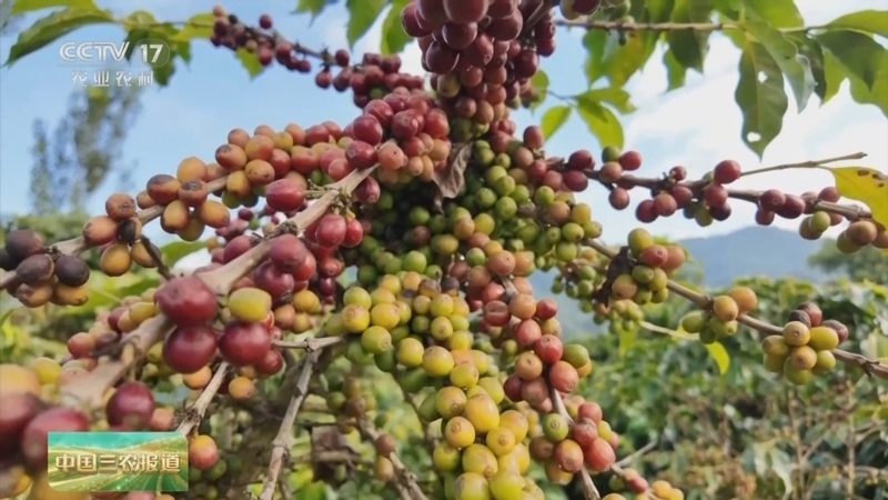 [中国三农报道]云南普洱 小粒咖啡迎来采摘季