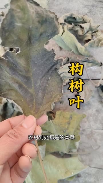 构树您见过吗?村里的老人常常采收它的叶子 #植物科普 #识百草 #和你.