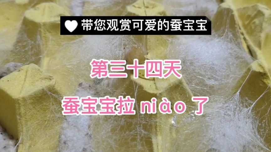 蚕宝宝居然也会拉尿,居然还有不吐丝的蚕宝宝,结茧时粪便也不同