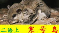 小学语文二年级上册寒号鸟课文朗读和讲解