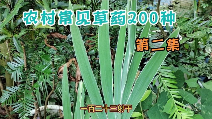 200多种农村常见中草药大合集,看看你认识几种