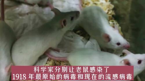 人类与病毒的共生模型科普 生命科学 病毒 生物