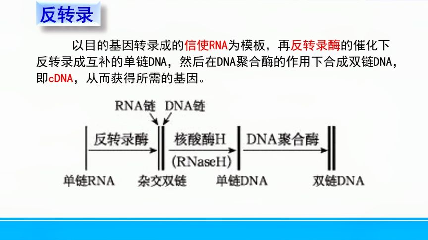 RNA怎么变身DNA呢?
