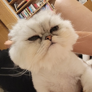 见崎君Gozaru 