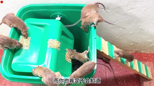 “神捕鼠神器,简单到解压!”