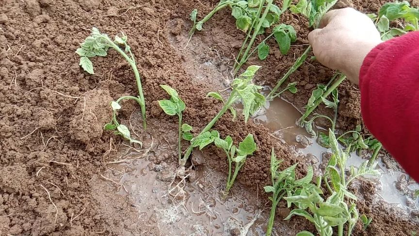 西红柿不用畦苗就能快速移栽