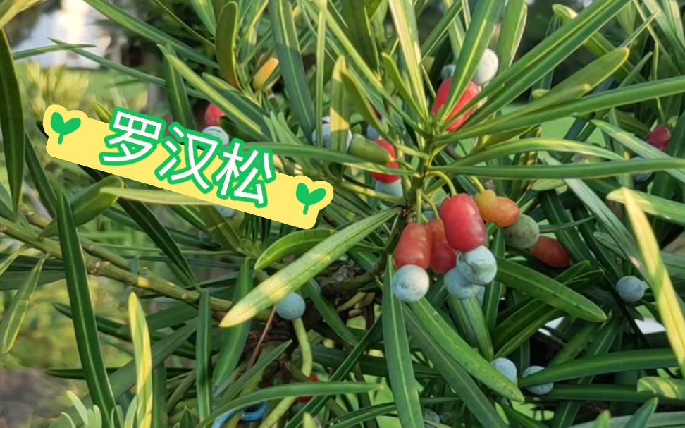 罗汉松——果实(种子及种托)似罗汉,枝叶、根皮、种子及种托药用。