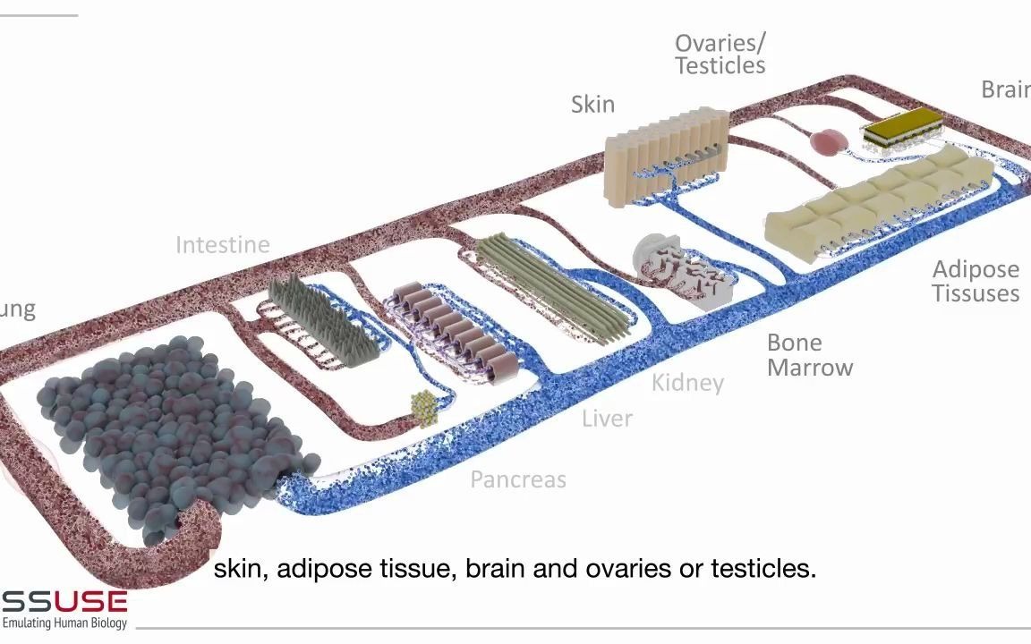 微流控芯片上微型有机组织的培养概述(包含片上器官和细胞培养)