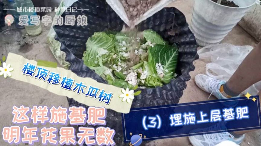 楼顶控根器种木瓜果树:这样埋施基肥,明年根深叶茂花果无数(3)
