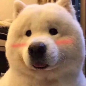 启航阿狗 