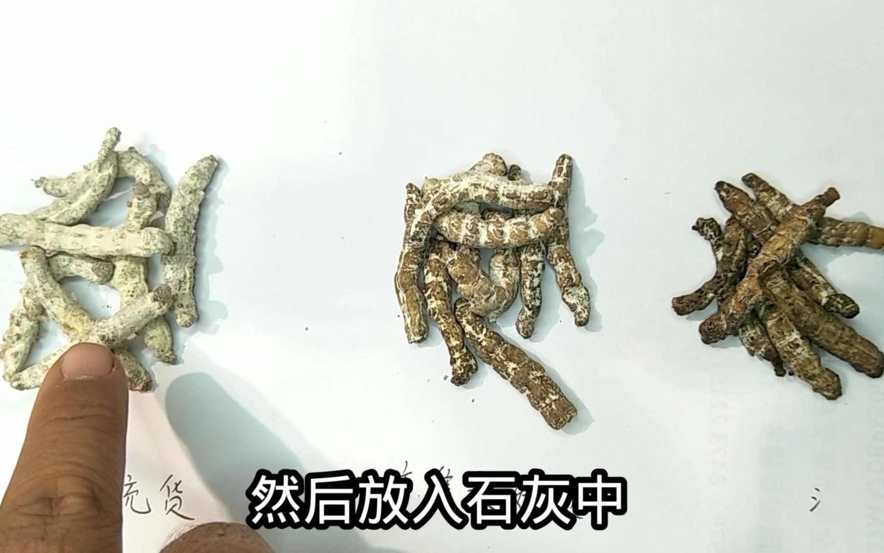 揭秘系列——僵蚕:你用的僵蚕是肉色的,还是裹着石灰粉的白色?