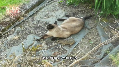 大猫追老鼠全过程太搞笑了 惊险逃脱 简直比追剧还刺激 动物世界里的"...
