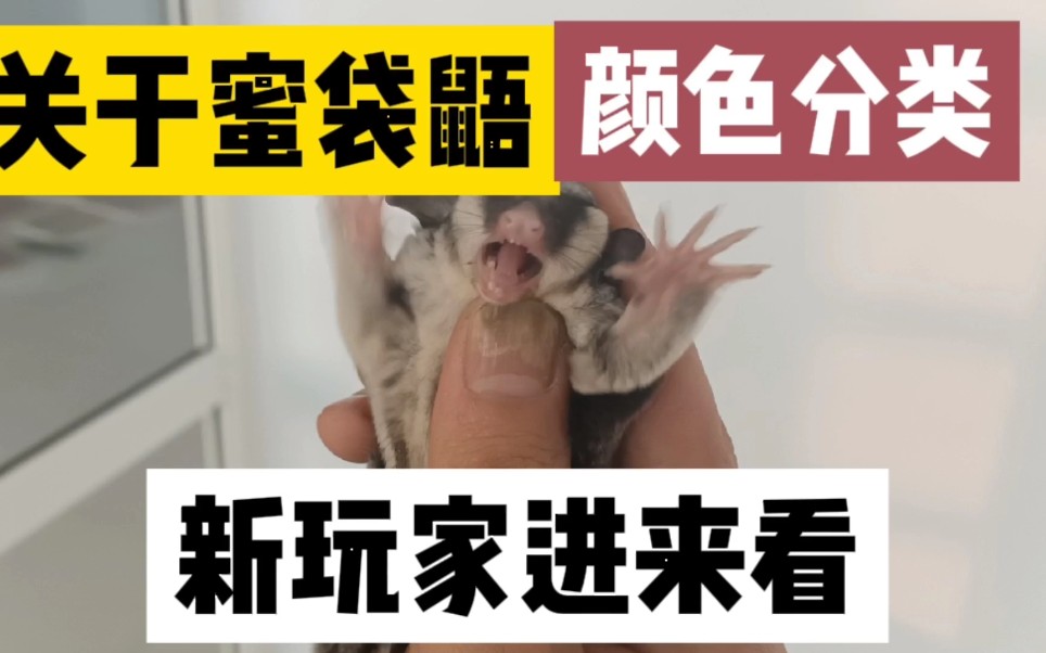 蜜袋鼯颜色介绍,如何区分蜜袋鼯颜色