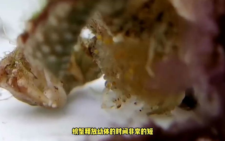 螃蟹生宝宝全记录 #螃蟹 #产卵 #新生命诞生 #重新认识地球