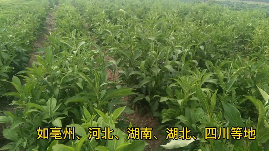 植物白术的作用历害了,亩收益在几千元,多地在种,一起了解一下