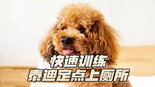 想要训练泰迪定点排便?这些方法就足够了!