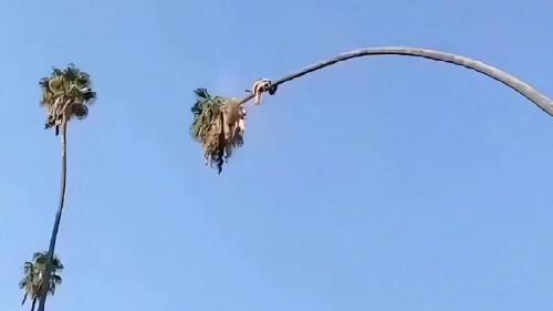 男子砍树竟然冒出这么大的风险