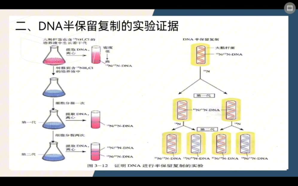 DNA半保留复制的实验证据