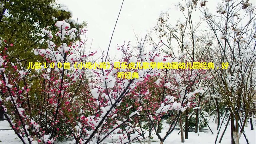 儿歌100首《小鸡小鸡》贝乐虎儿歌早教动画幼儿园经典好听经典