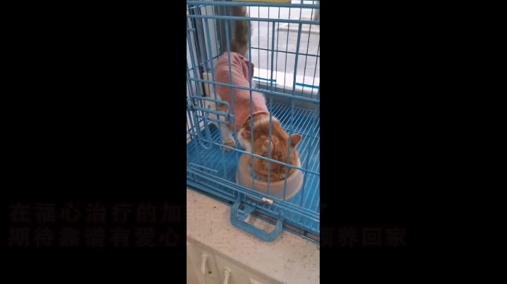 190921基地日常+救助后续 管理员用心从细节方面完善小动物的居住...