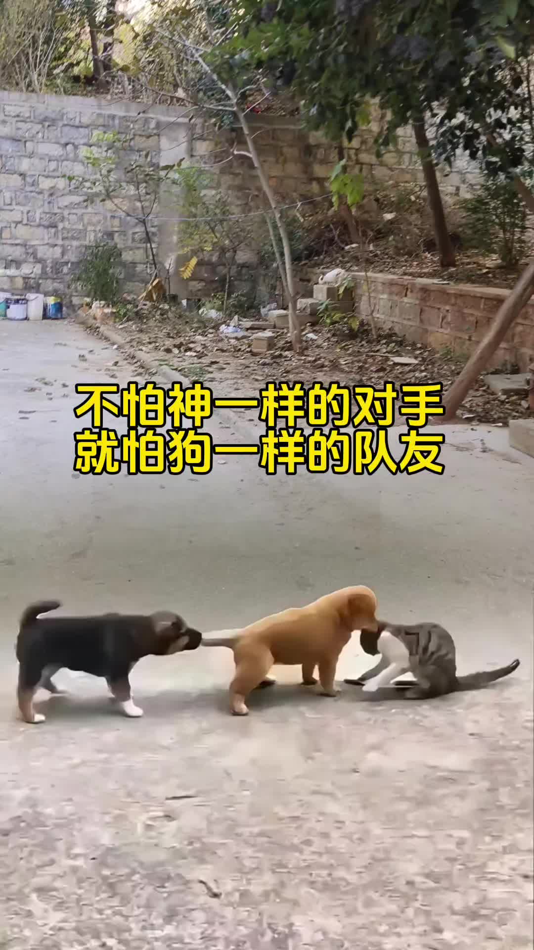 萌宠成长记#萌宠趣事 #动物趣事 #动物奇趣 #狗宝宝成长