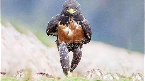 老鹰迈出大佬步伐神似包工头巡查,憋笑挑战失败现场全记录!