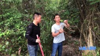 农村这种两面针,有哪些用途?认识一下