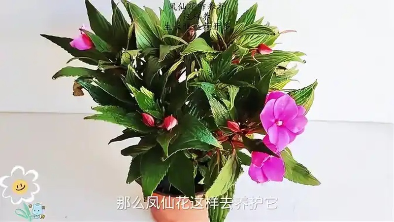凤仙花咋养护?这样养,生长旺盛花开多!