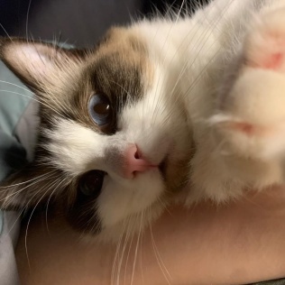 童趣猫