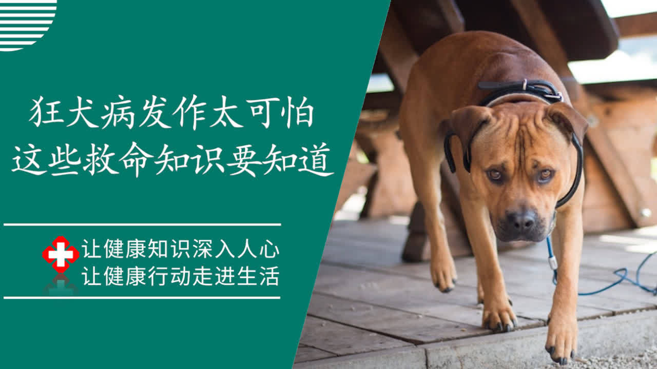 狂犬病发作太可怕,致死率100%!这些救命的知识,一定要尽早知道