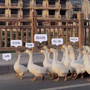能憋出个屁来 