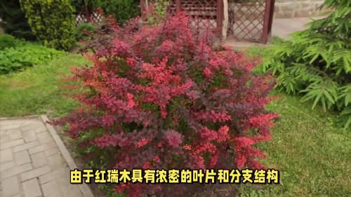 红瑞木在园林设计中的应用:绿篱或屏风 装饰性修剪 城市绿化等