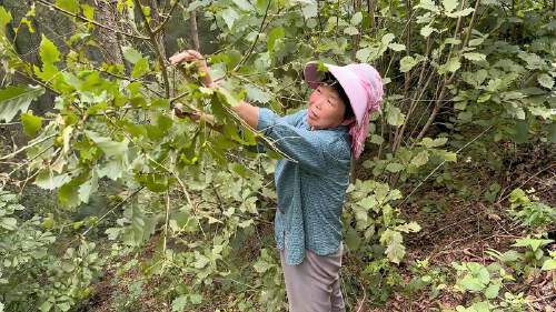 东北蚕进山养疯了!啃光树叶满山跑,娘俩连夜抓虫大迁徙