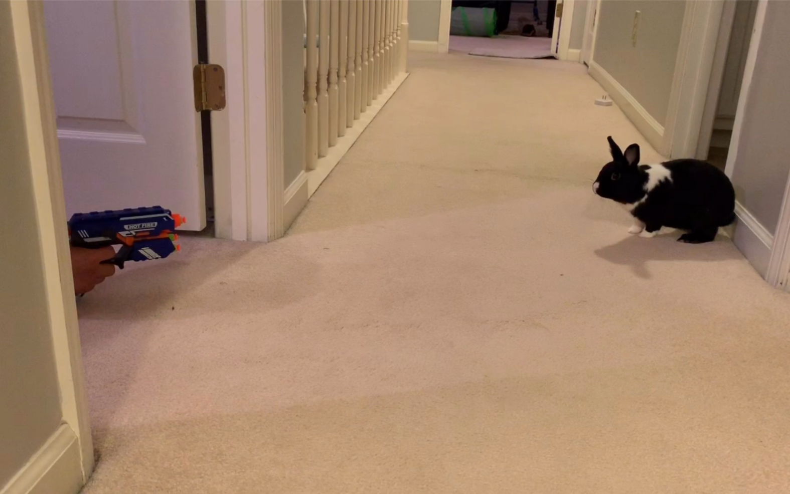 【请勿模仿】我家小兔和主人极为特别的互动方式。只有我家小兔喜欢...