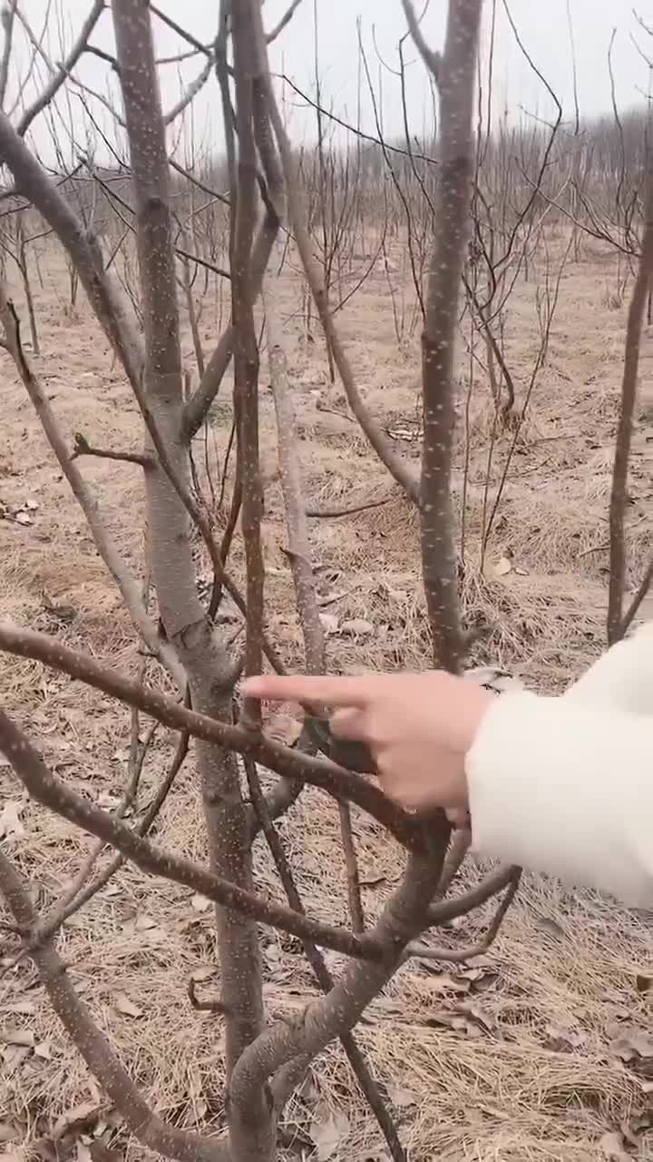 果树修剪:梨树直立强旺生长的背上枝,多种处理方式