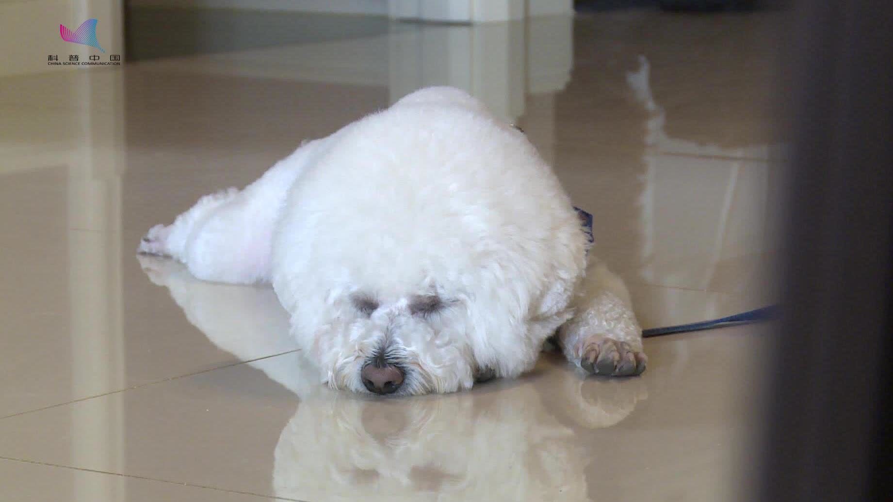 科普-狂犬病你了解多少