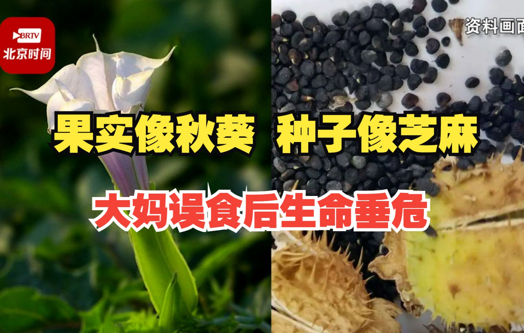 当心剧毒!大妈误食家中曼陀罗花种子生命垂危 医生:果实像秋葵,种子像...
