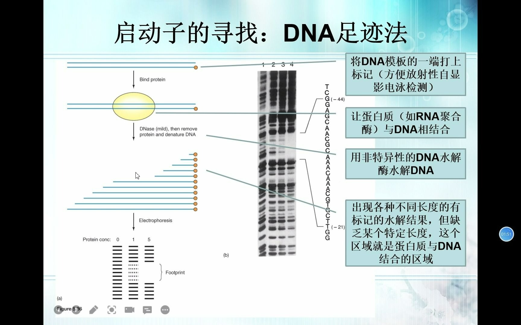 生物竞赛难点15-分子生物学-转录的过程