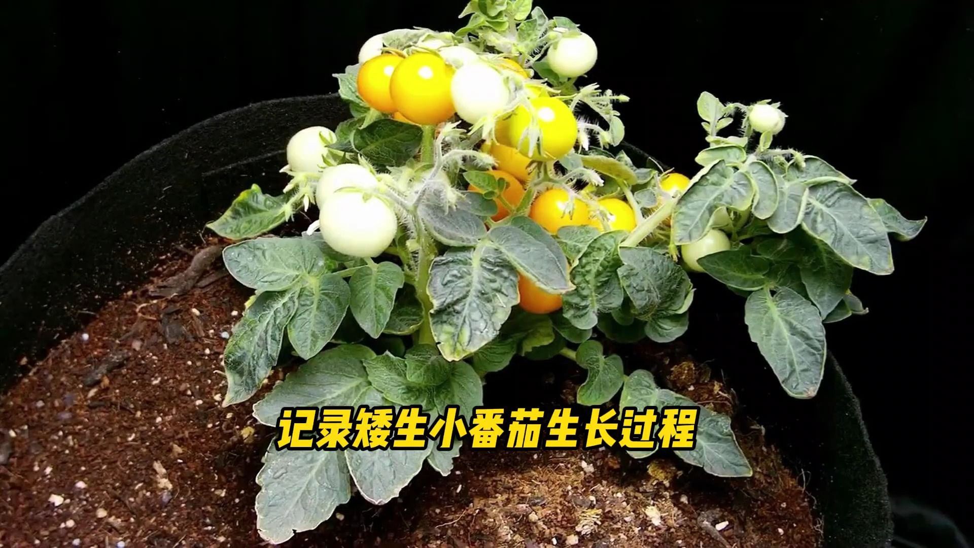 记录矮生小番茄生长过程!