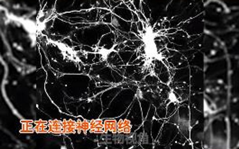 或许这就是你学习时候的神经细胞活动过程。