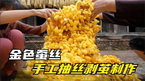 手感丝滑的蚕茧丝绸,工人手工抽丝剥茧,看完涨知识了