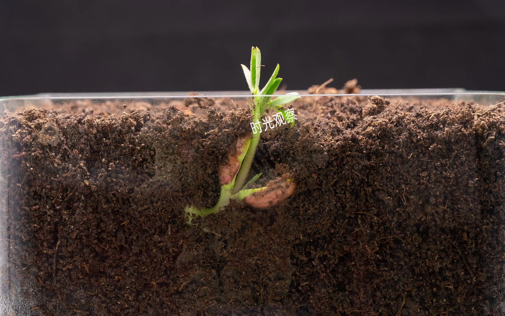 花生种植和生长过程